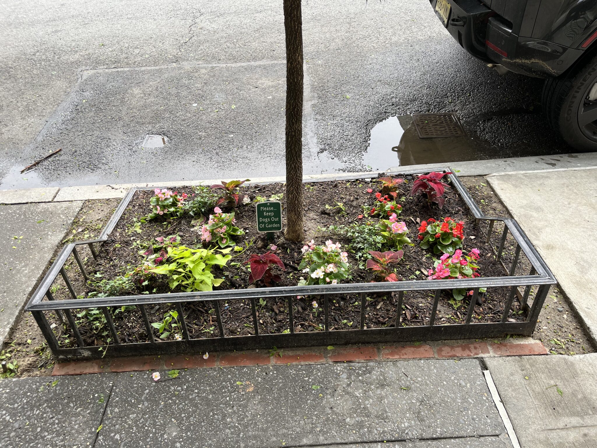 What’s the Story in Your UWS Tree Pit? Begonias, Bottlecaps, and Other ...