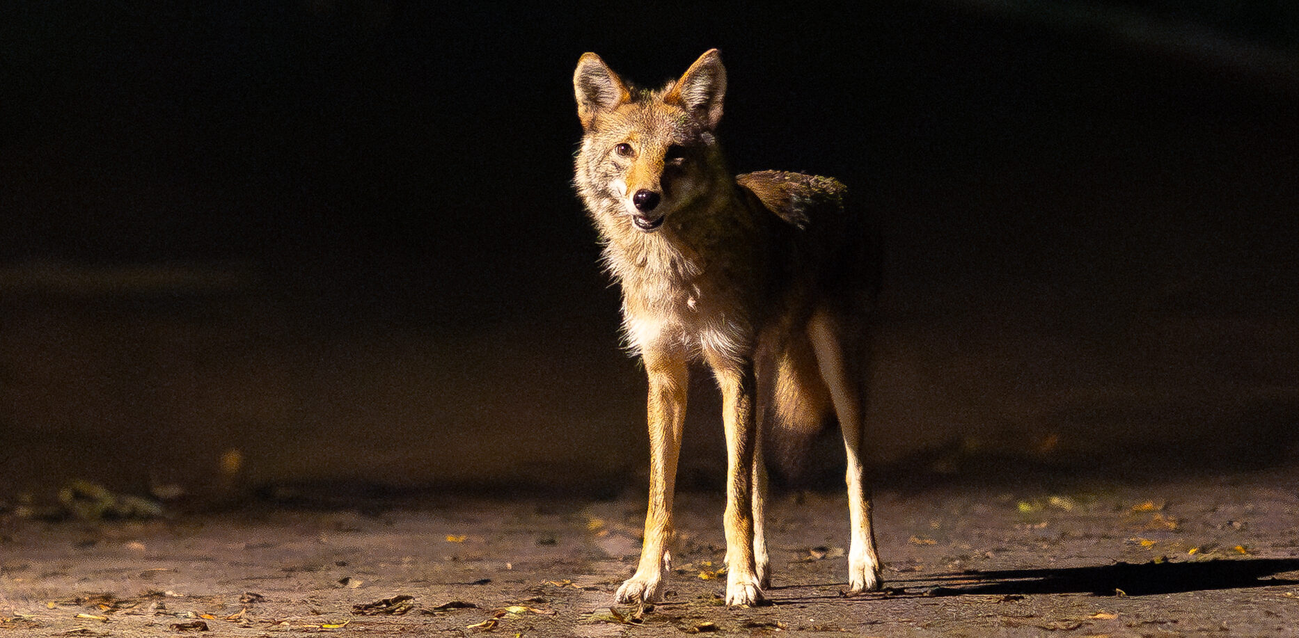 Central Park’s First Coyote Couple Comes Into the Limelight