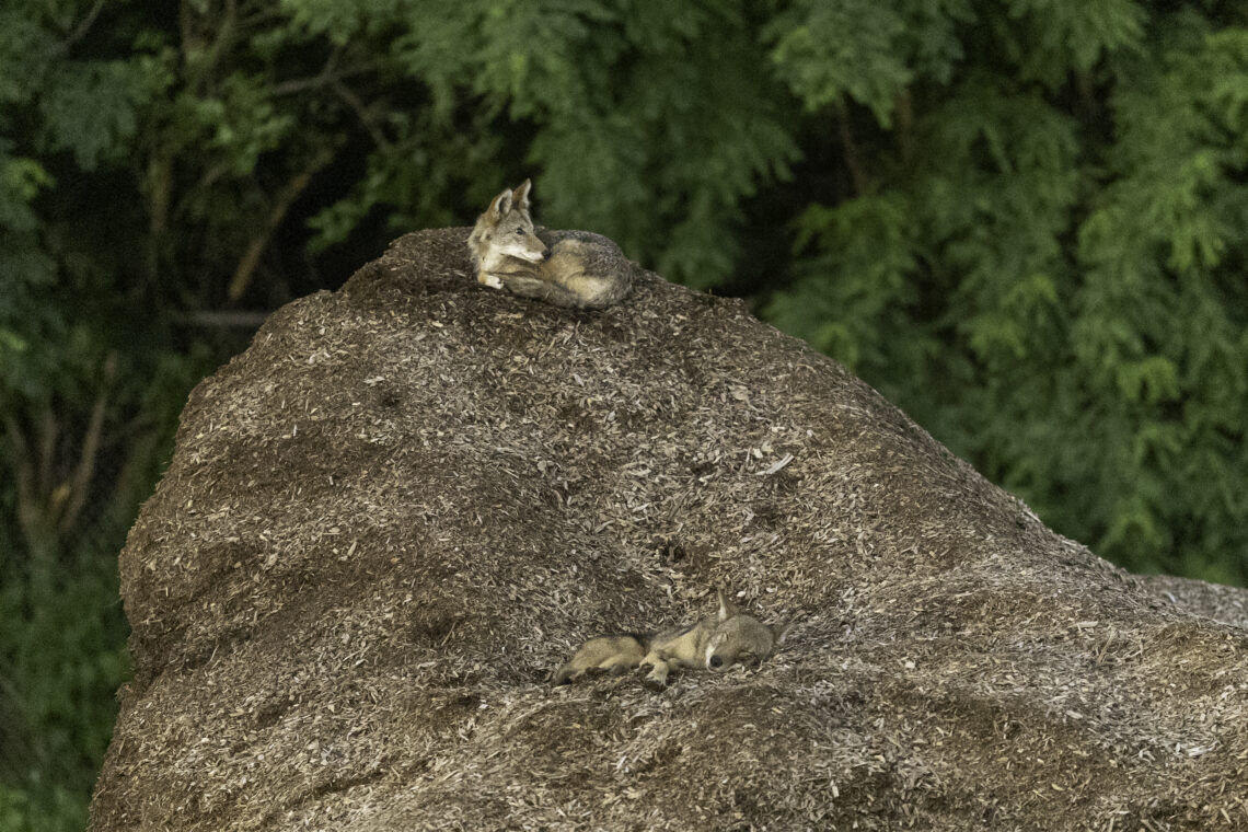 Central Park’s First Coyote Couple Comes Into the Limelight