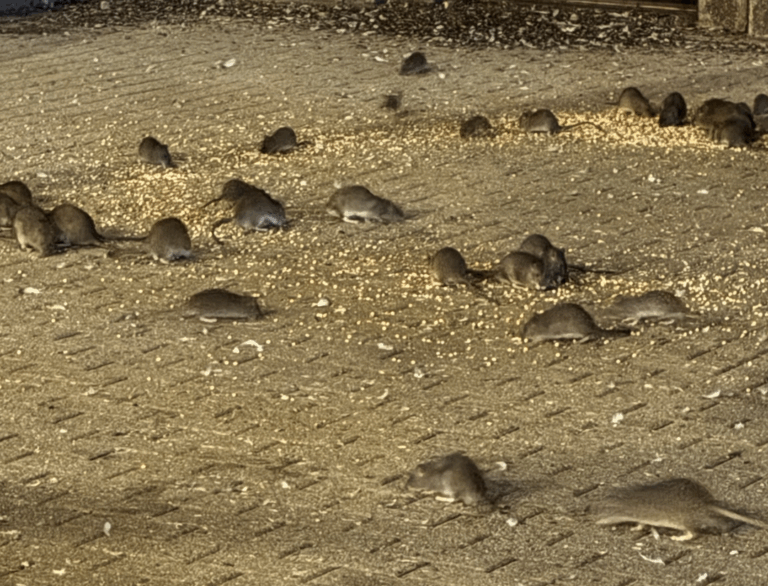 UPDATE: The Rat Swarm of West 96th Street: 'I'm Beyond Horrified'