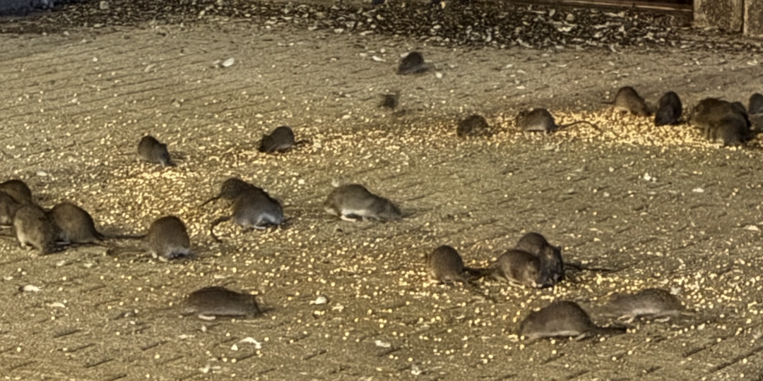 UPDATE: The Rat Swarm of West 96th Street: 'I'm Beyond Horrified'