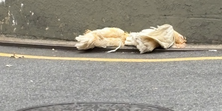2 Dead Chickens Again Found in the Middle of the Road on Same 3-Block ...
