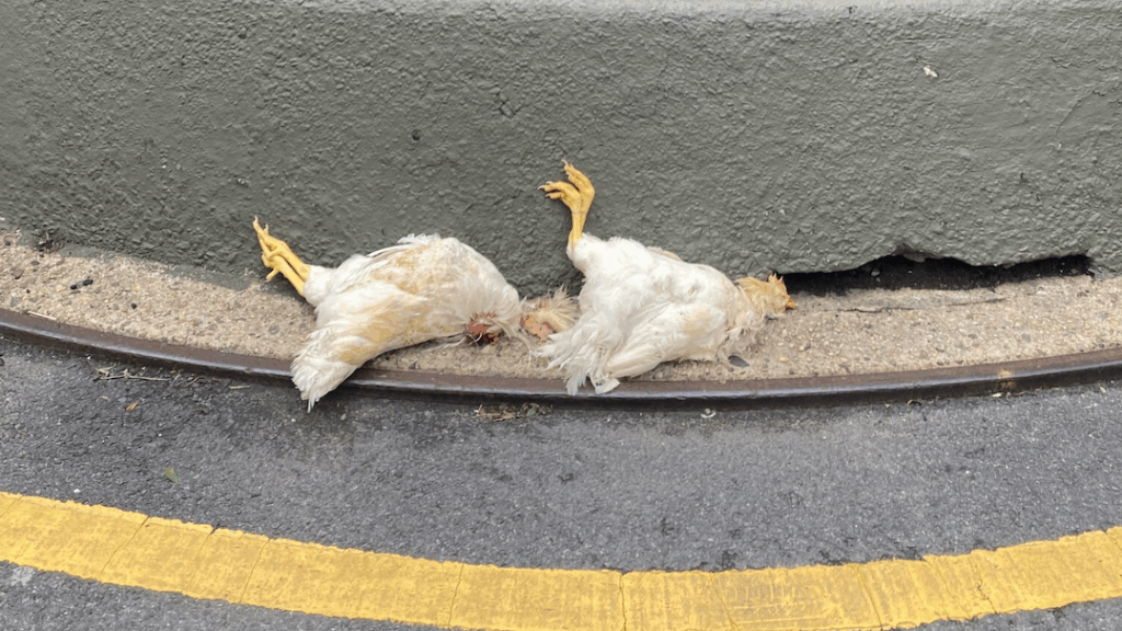 2 Dead Chickens Again Found in the Middle of the Road on Same 3-Block ...