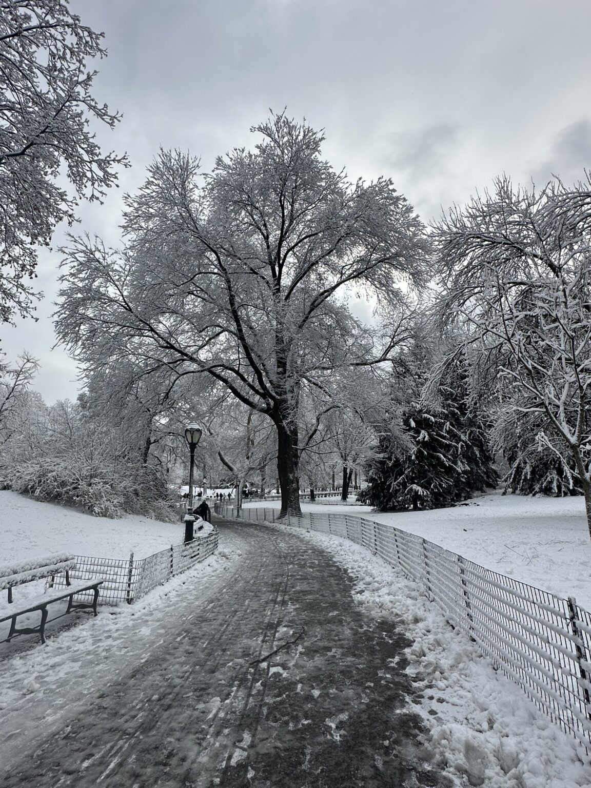 Central Park Covered in Snow: See Photos