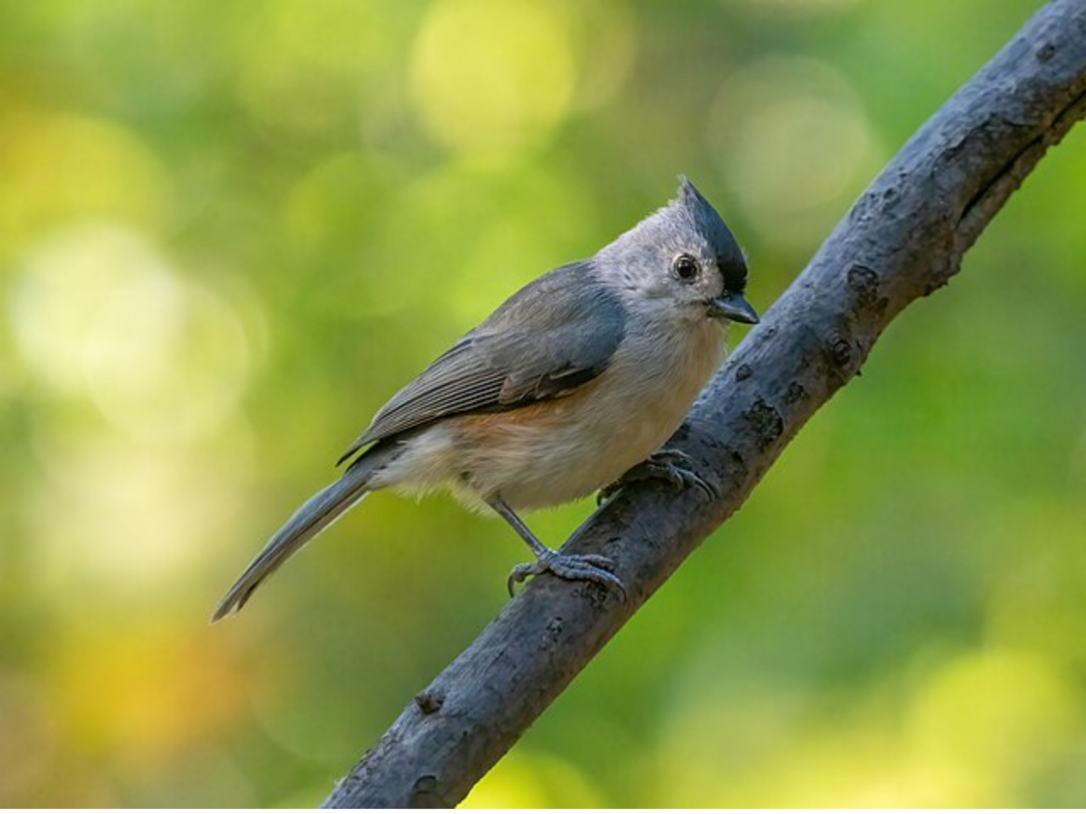Spring Bird Migration on the Upper West Side: An Expert Shares What to ...